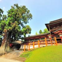 Amazing 1000 years old tree in Nara