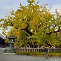 The 400 years old legendary Ginkgo tree of Nishi Hongan-ji