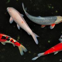 Japanese Koi and some photo tips
