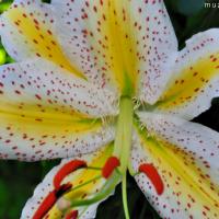 Japanese Lily