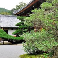 600 years old pine at Kinkaku-ji, Kyoto