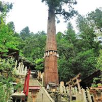 Shinboku, the sacred tree