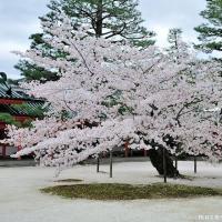 The beauty of a single cherry tree